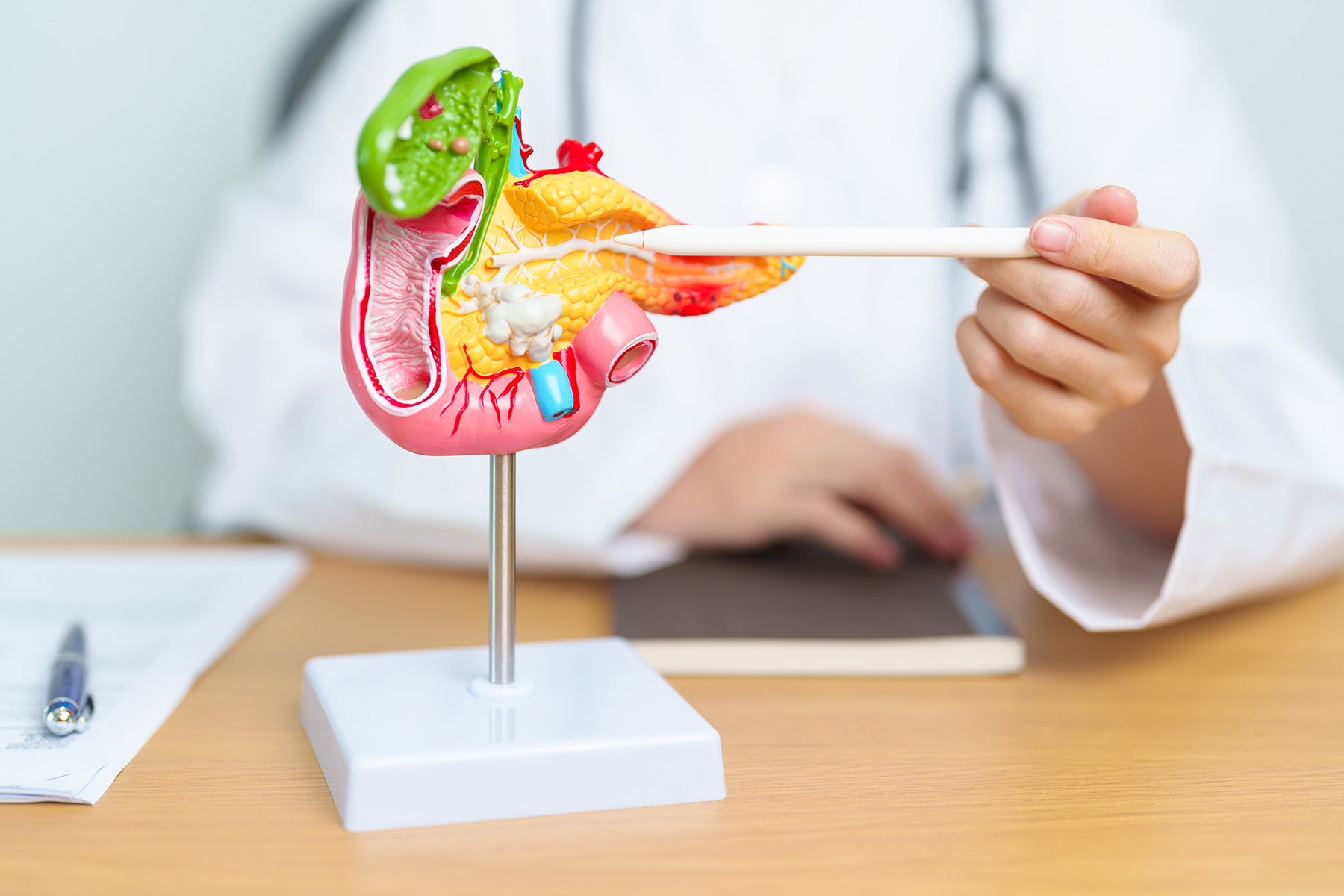 Innere Organe – Phytochem